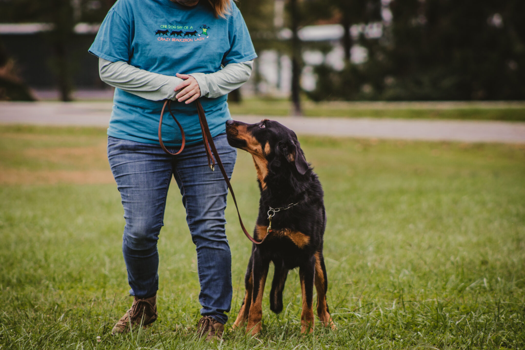 Latest Updates – American Beauceron Club
