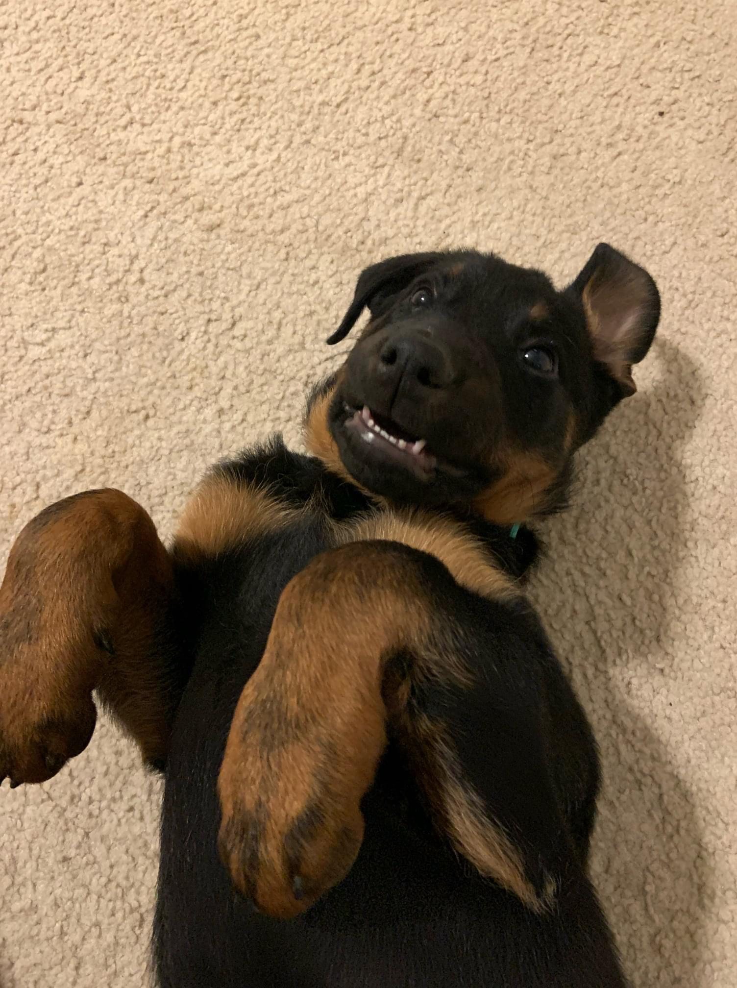 Rescue – American Beauceron Club